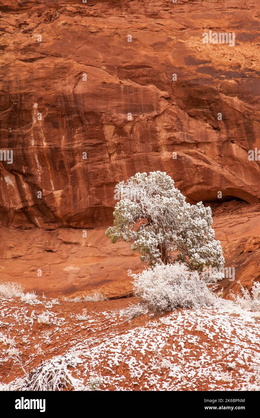A snow-covered Utah Juniper tree in front of a Wingate sandstone canyon ...