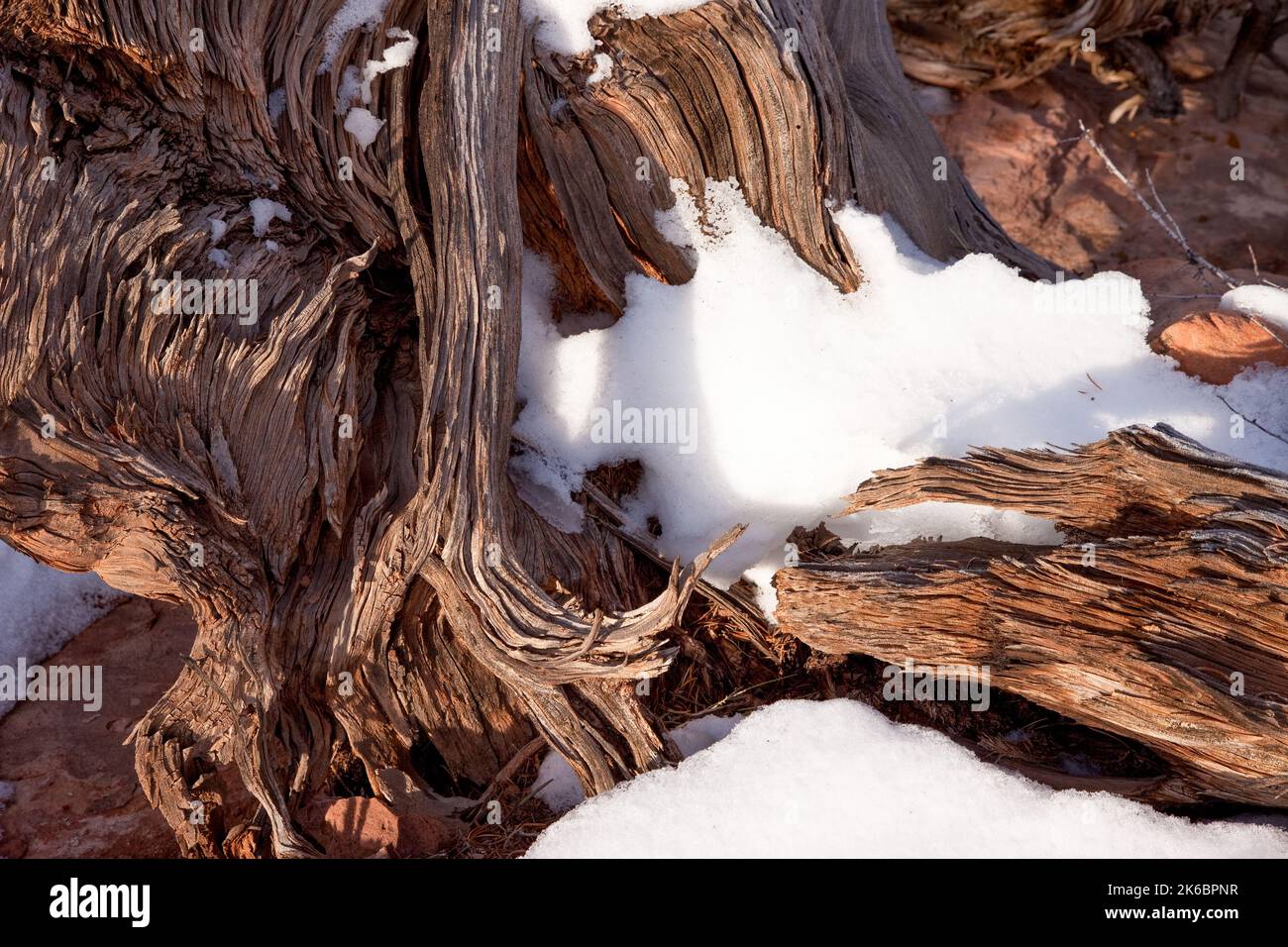Snow on a dead juniper tree trunk in winter on Marlboro Point near Moab ...
