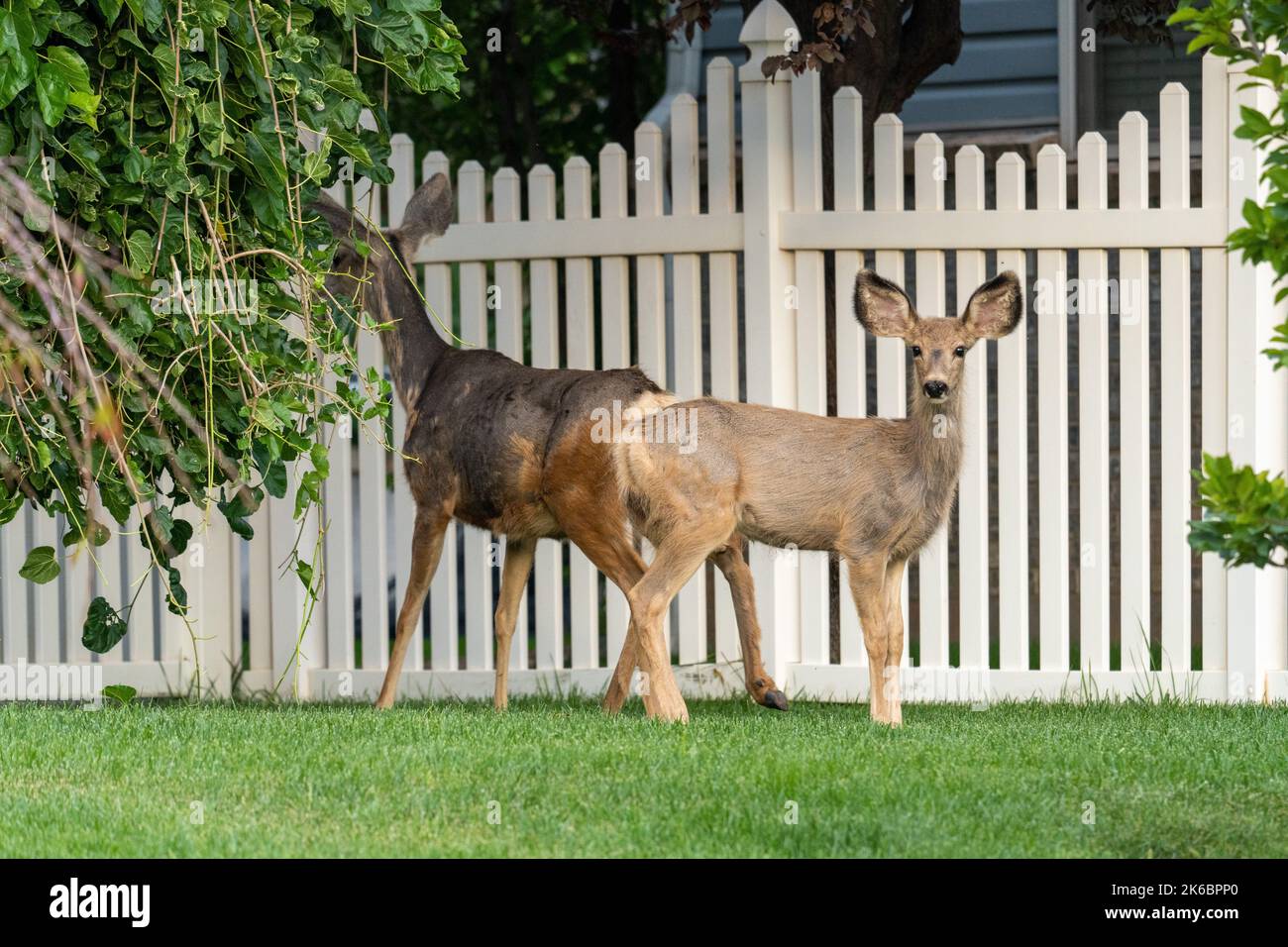 A mule deer doe with her fawn living in an urban setting, browsing in ...
