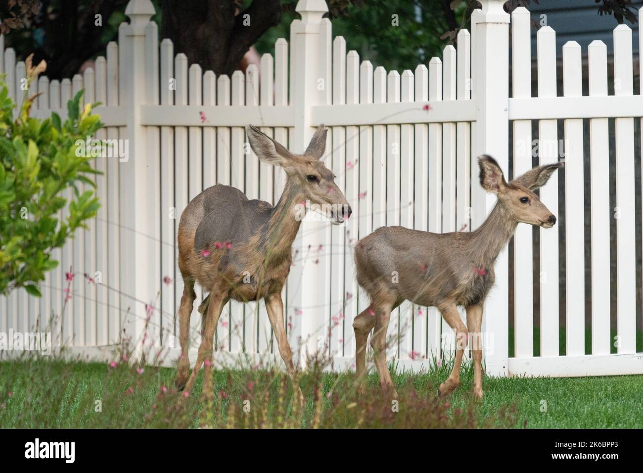 A mule deer doe with her fawn living in an urban setting, browsing in ...