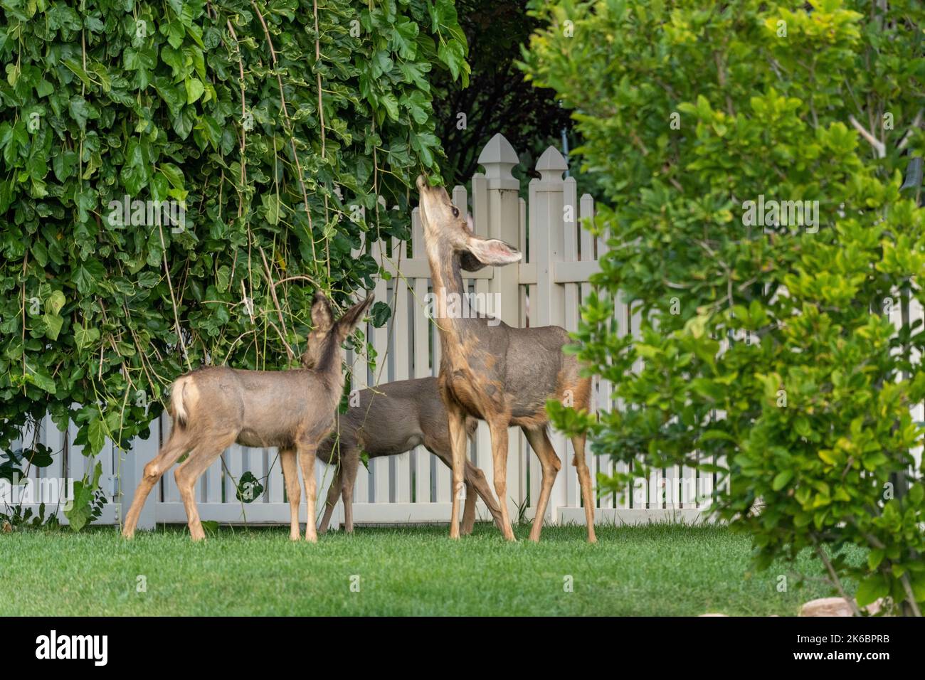 A mule deer doe with her two fawns browsing in an urban setting in a ...