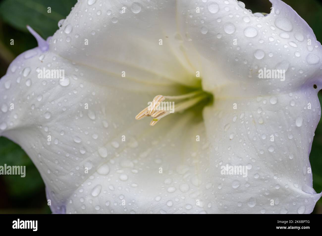 A Sacred Datura or Moonflower, Datura wrightii, in bloom with raindrops ...