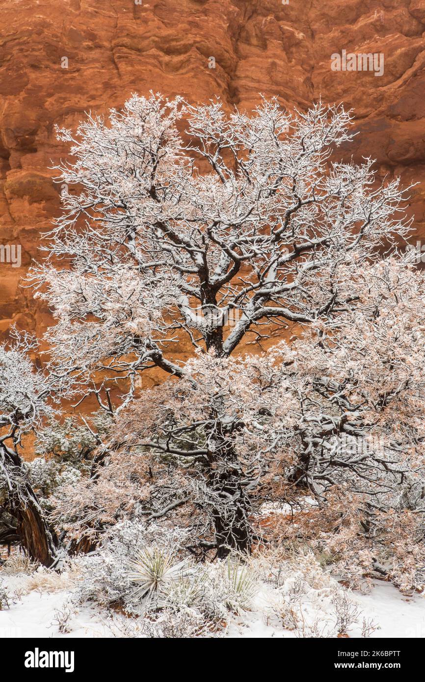 A snow-covered pinyon pine tree in Arches National Park after a winter ...