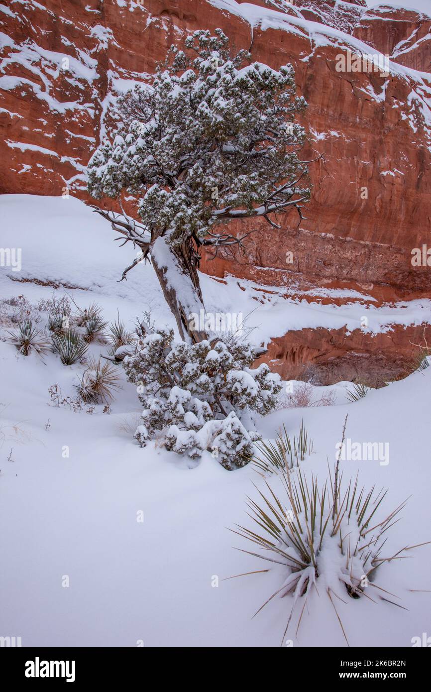 A snow-covered Utah Juniper tree in Park Avenue in Arches National Park ...