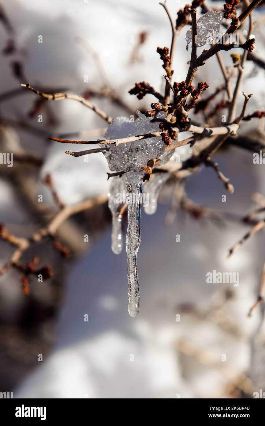 An icicle of melting snow on a branch in winter in Dead Horse Point ...