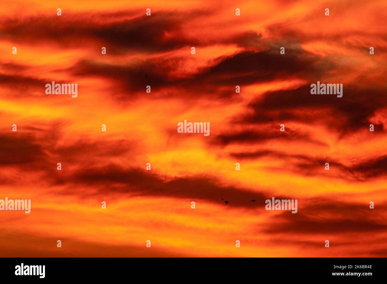 Colorful low-level stratocumulus clouds at sunset on the Pacific Coast ...