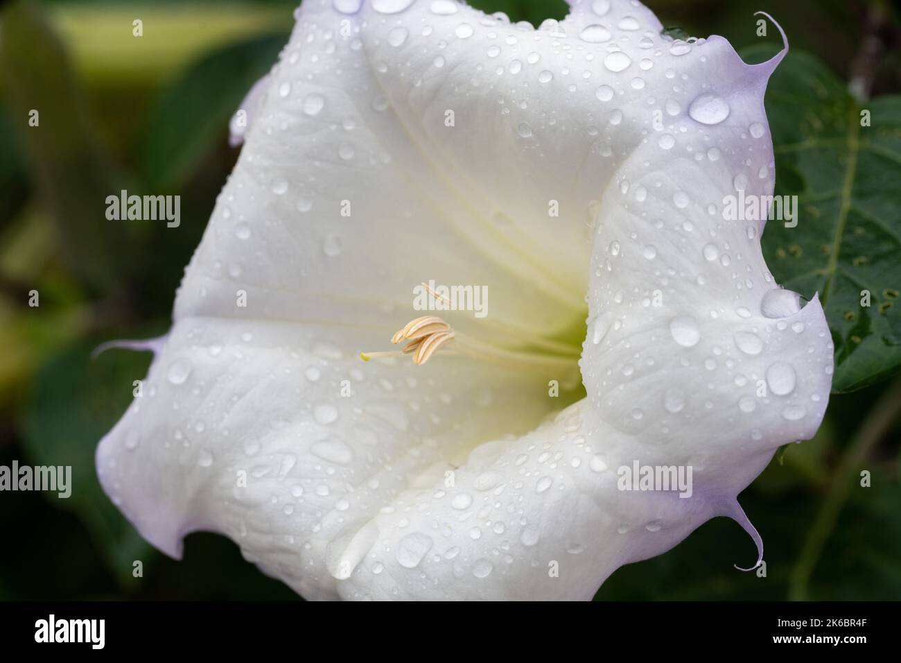 A Sacred Datura or Moonflower, Datura wrightii, in bloom with raindrops ...