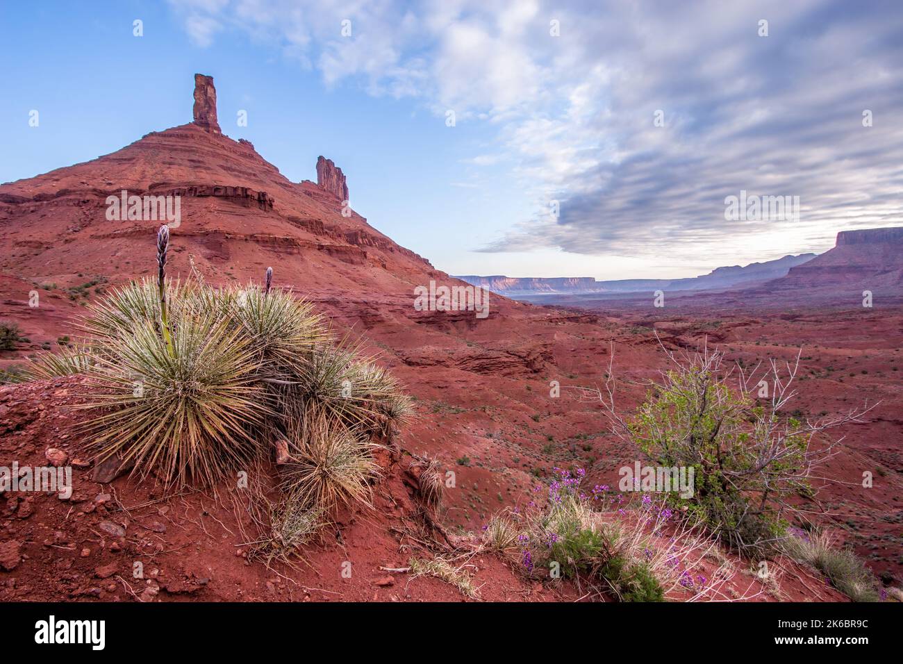 Flower spears growing on a yucca plant in front of the Castleton Tower ...