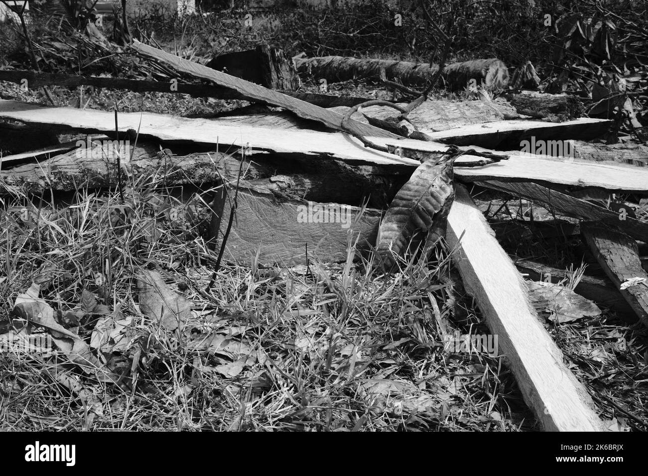 Monochrome photo, debris of trunk and twigs from a felled tree ...