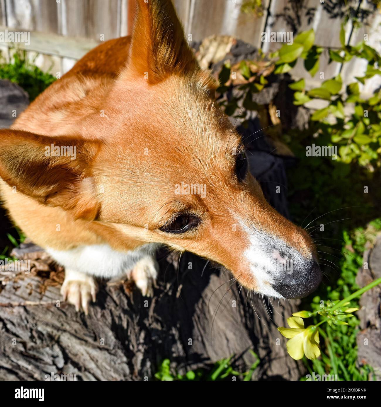 A Basenji dog playing in the garden, close-up Stock Photo - Alamy