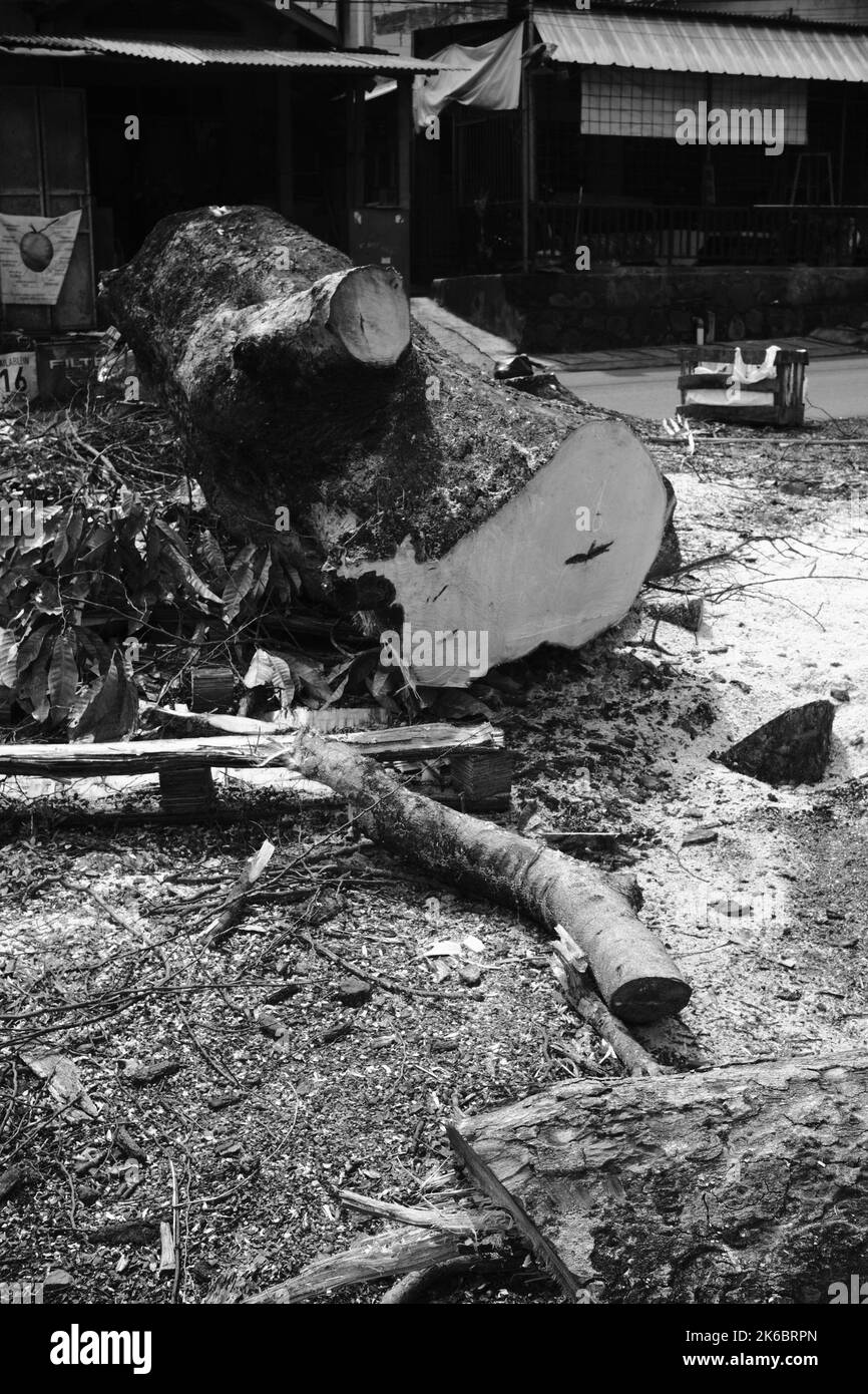 Fell from tree Black and White Stock Photos & Images - Alamy