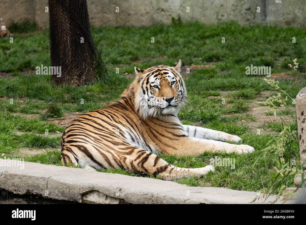 A beautiful big tiger lying on the grass in the zoo Stock Photo - Alamy