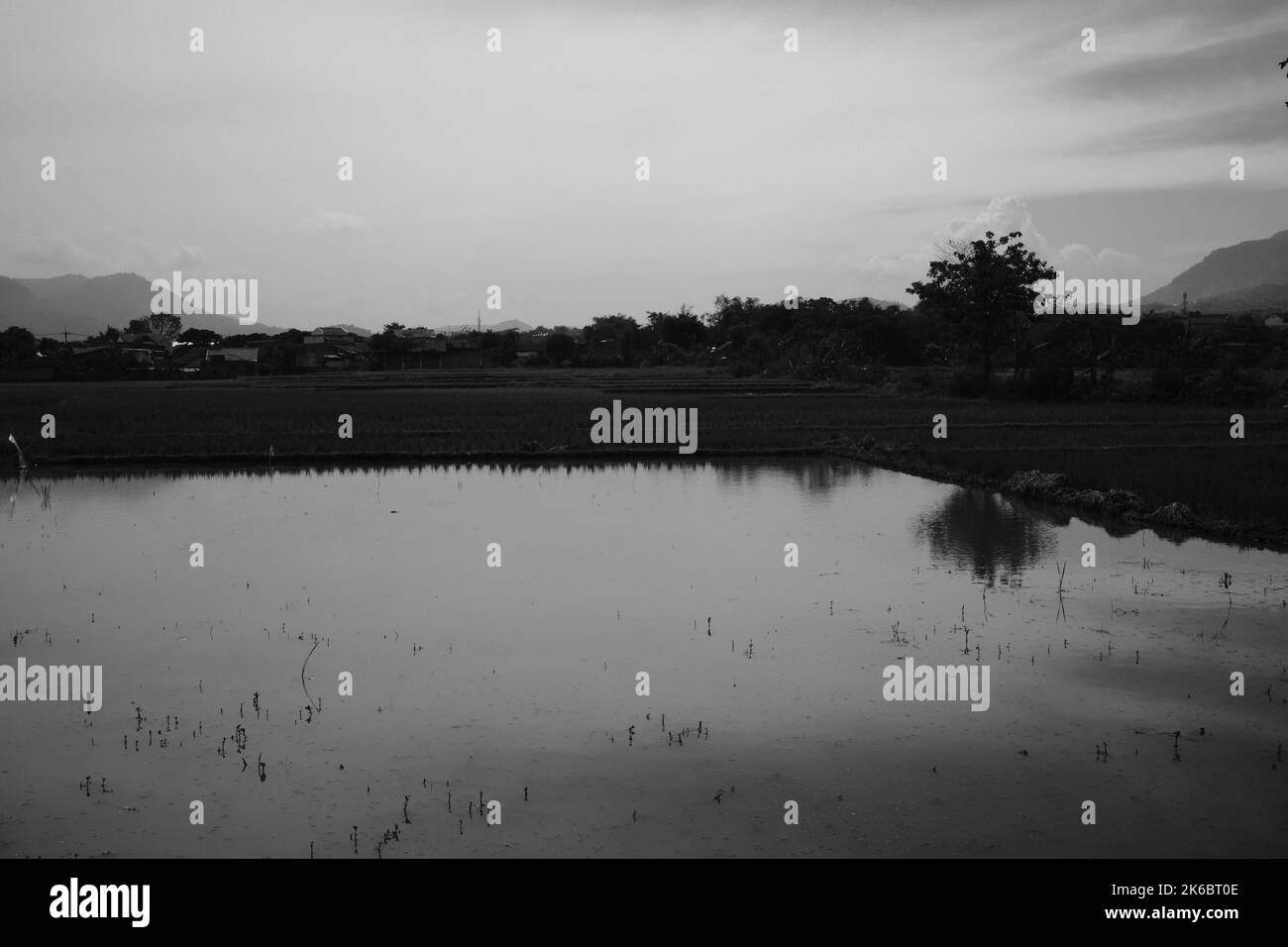 Monochrome photo, Reflection of the water pond of the former rice field ...