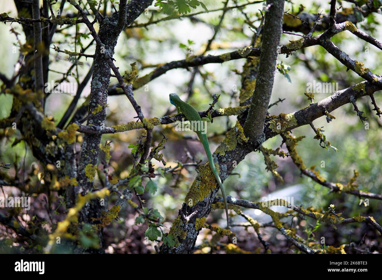 Lizard on a tree branch with long tail spread paws. Back view Stock ...