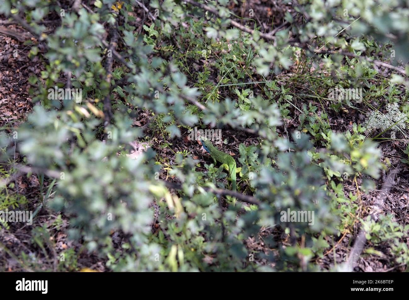 Lacertian caught in leaves. Frozen lizard Stock Photo - Alamy