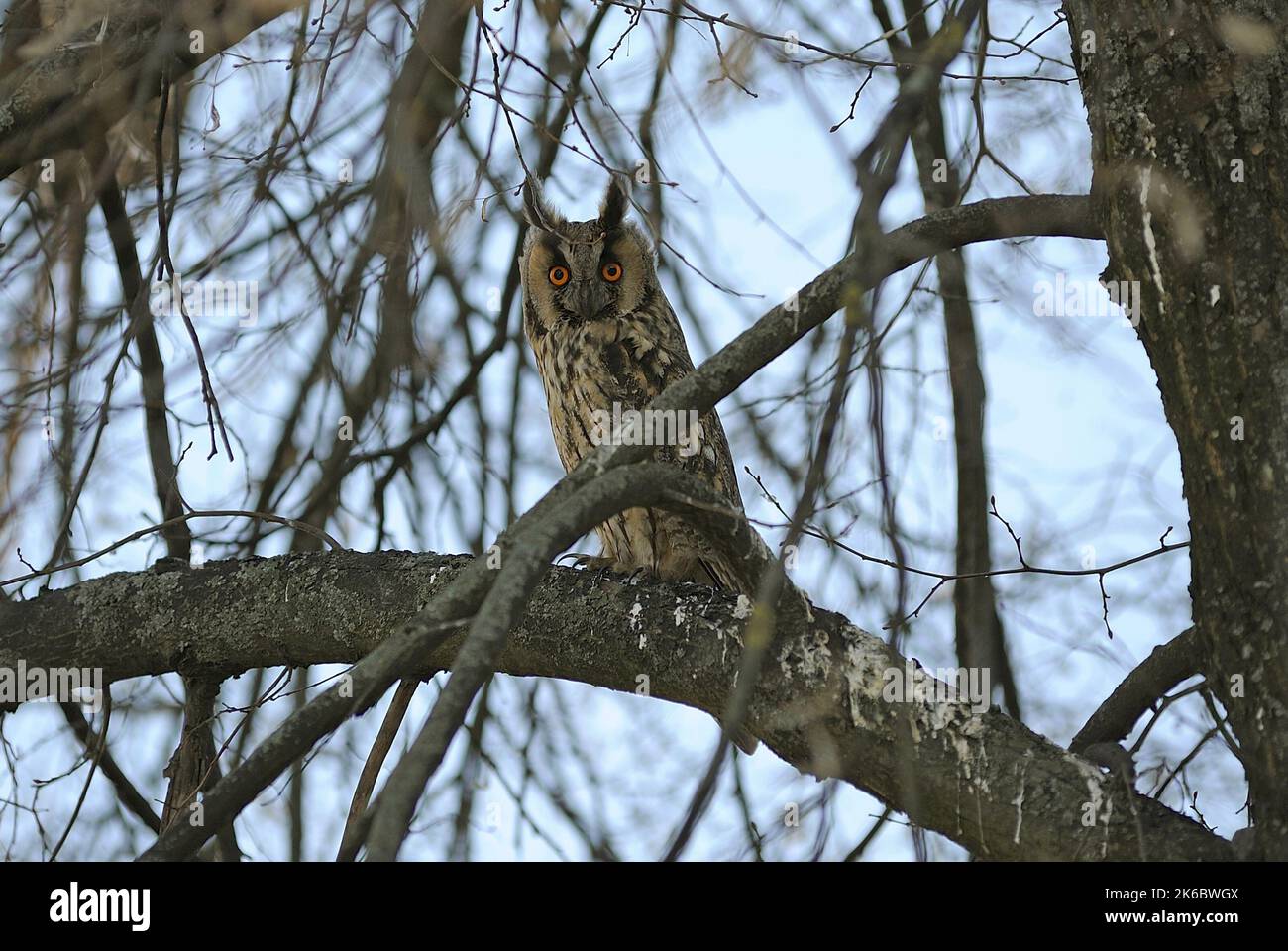 Owl camouflage hiding between branches of tree, winter Stock Photo - Alamy