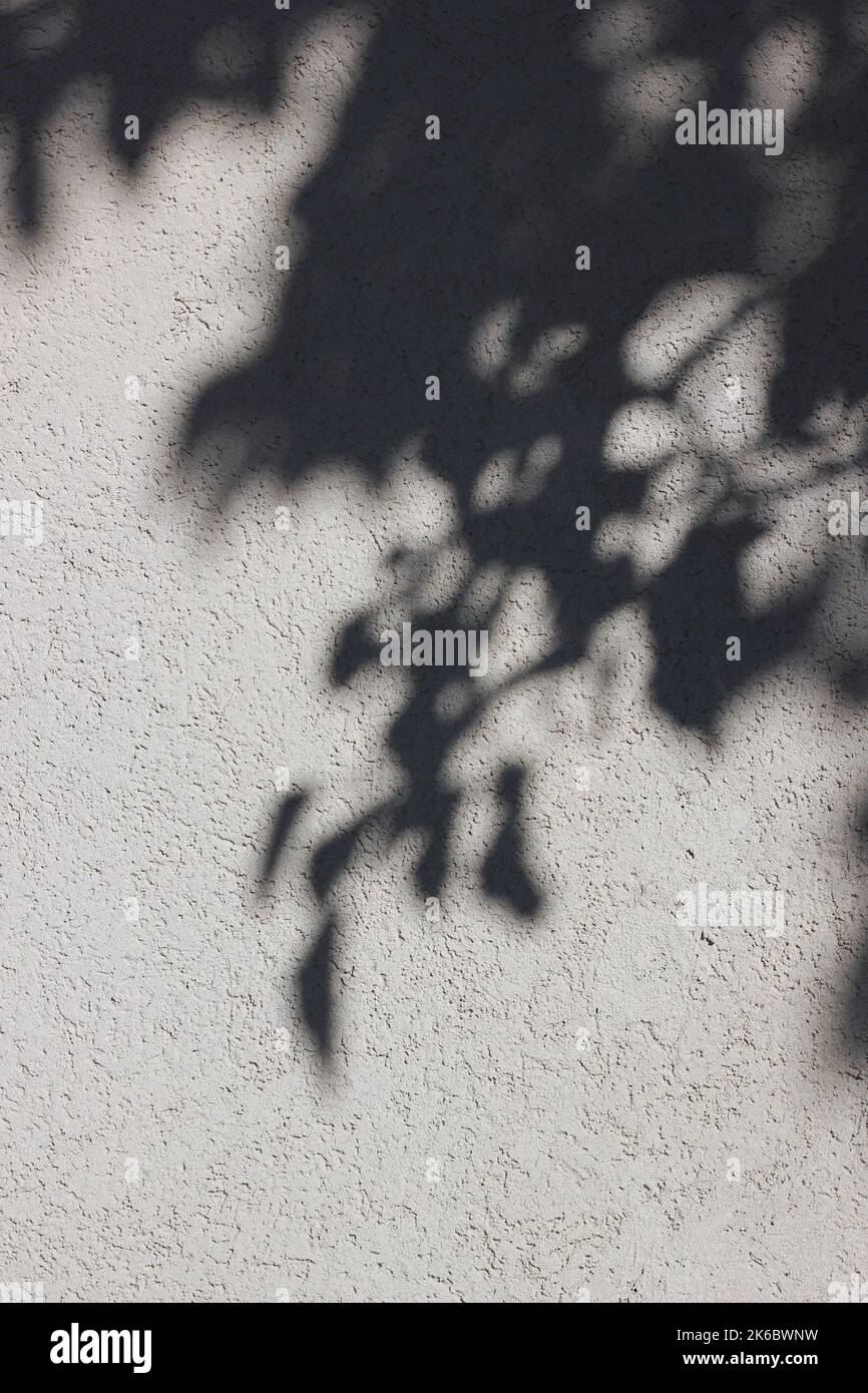 Leafy shadows dancing on a building wall Stock Photo - Alamy