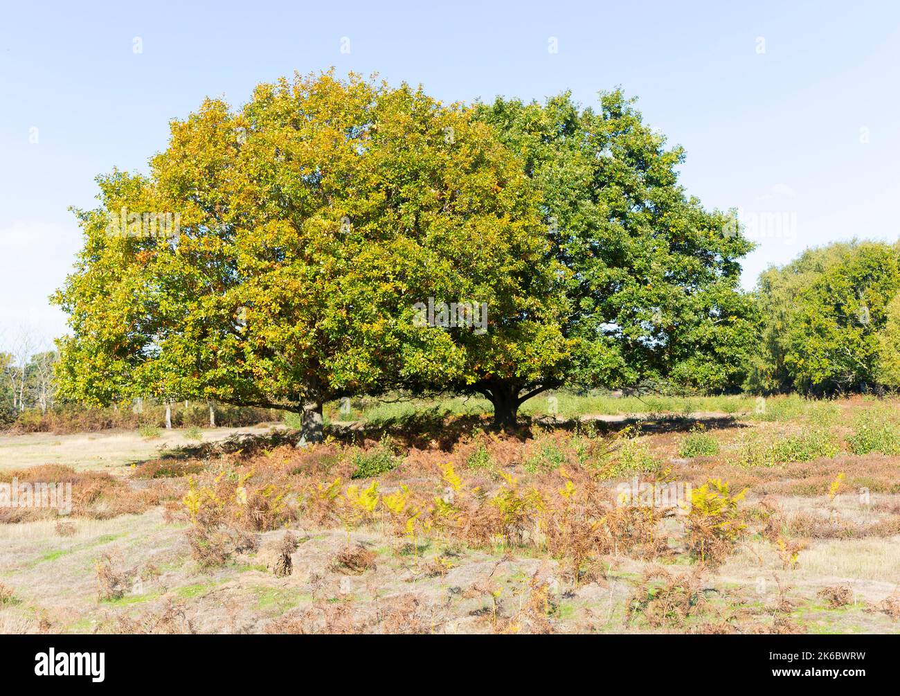Two Oak trees 'quercus robur'growing on heathland, Upper Hollesley ...