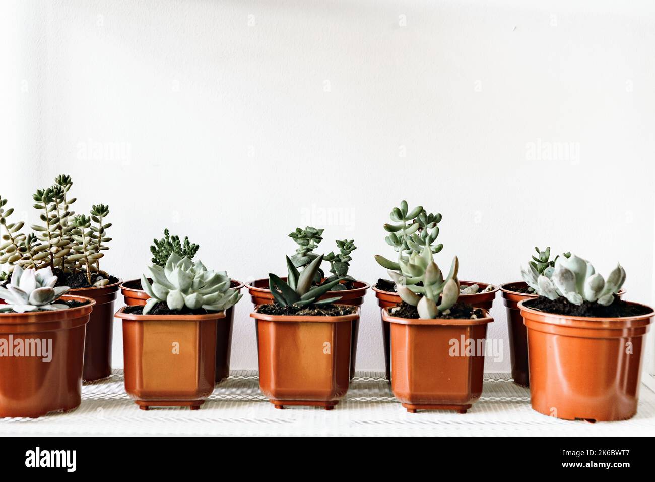 Group of succulent plants in small brown plastic pots indoors Stock ...