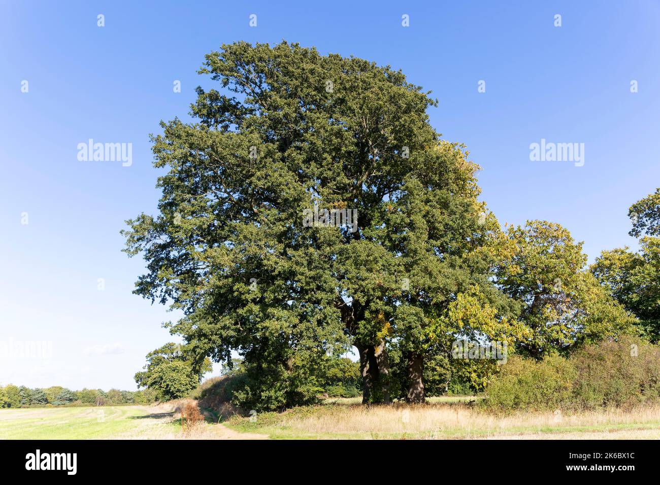 Oak tree 'quercus robur' against blue sky, Shottisham, Suffolk, England ...