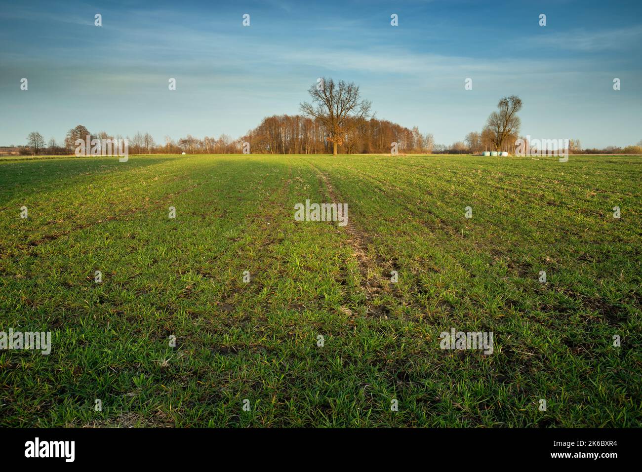 Spring rural field with young green plants Stock Photo - Alamy