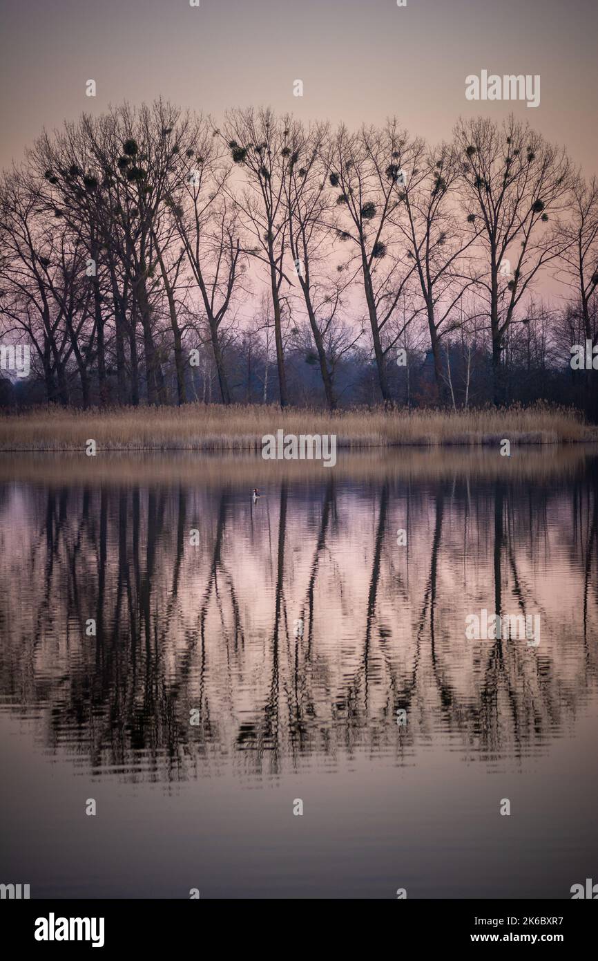 Reflection of trees without leaves in the water Stock Photo - Alamy
