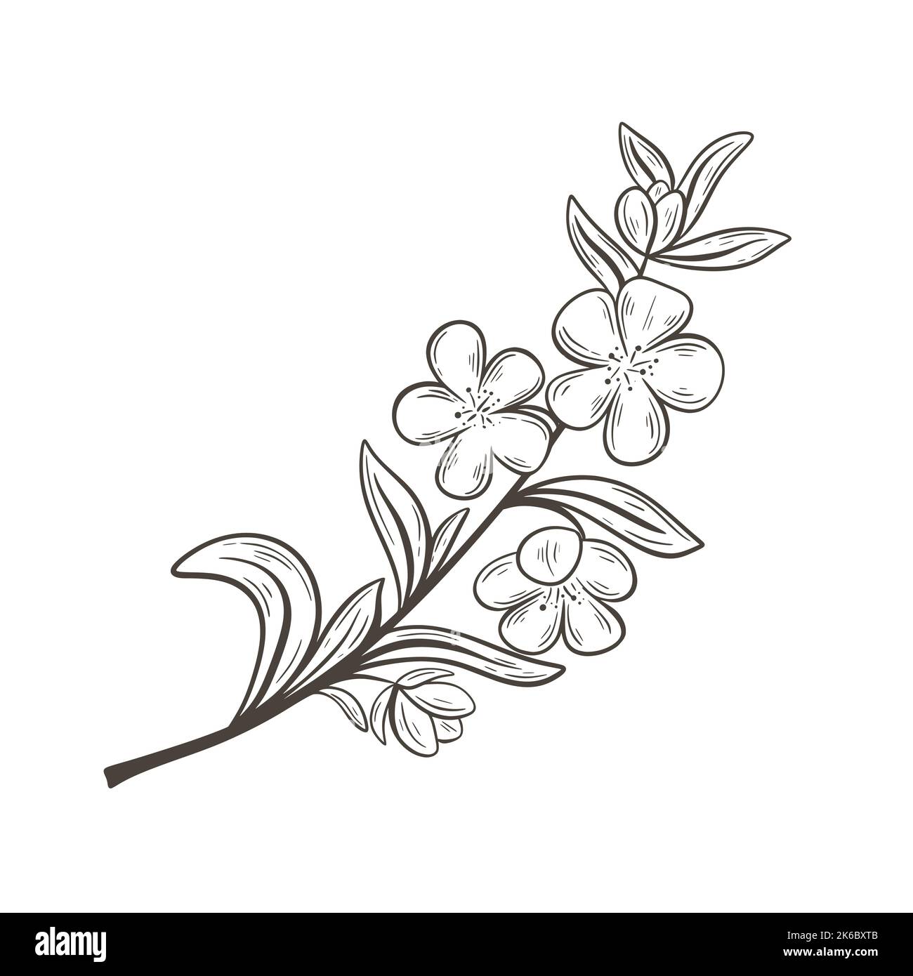 Cherry blossom detail Stock Vector Images - Alamy