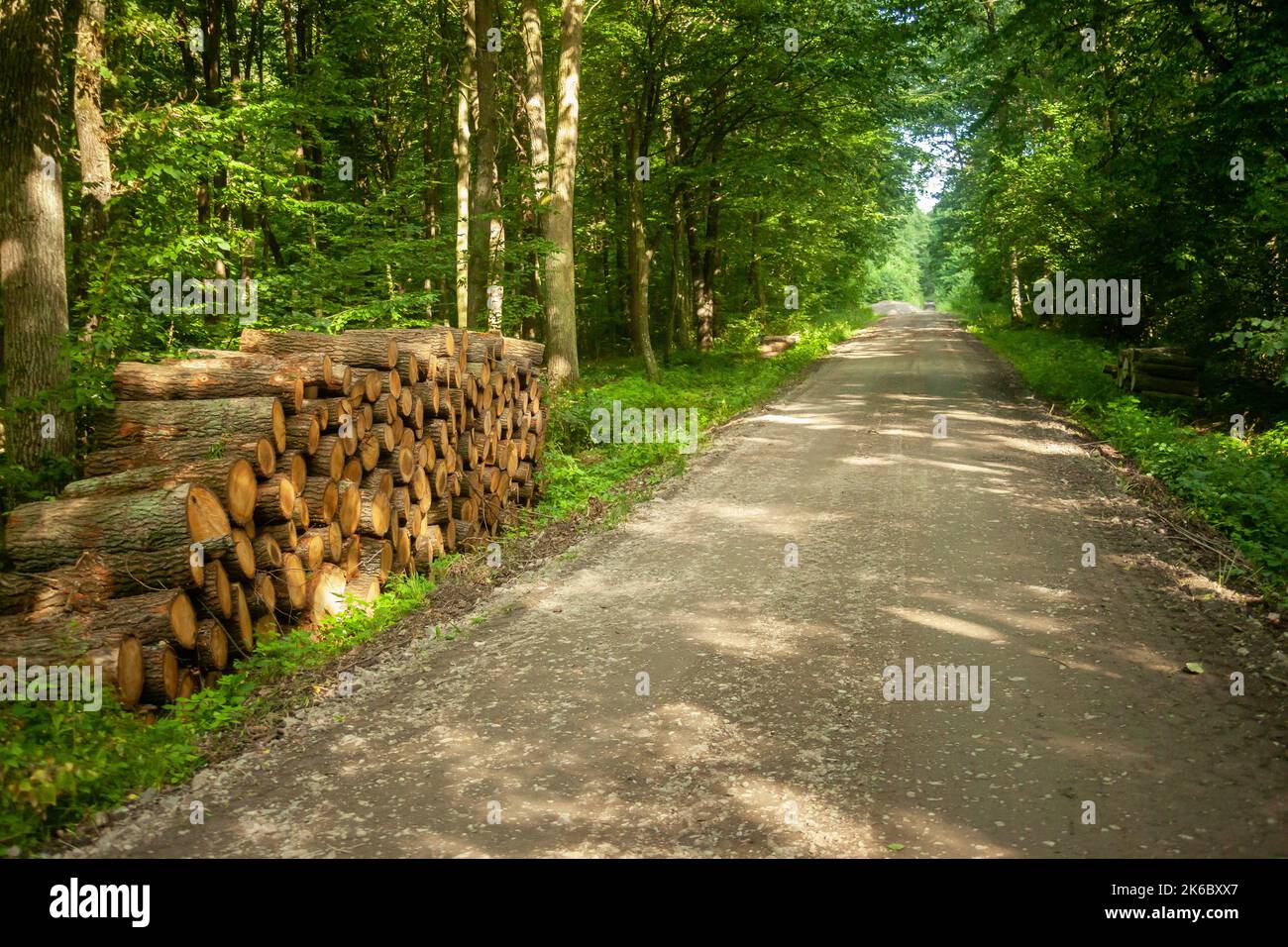Cutting trees roadside hi-res stock photography and images - Alamy