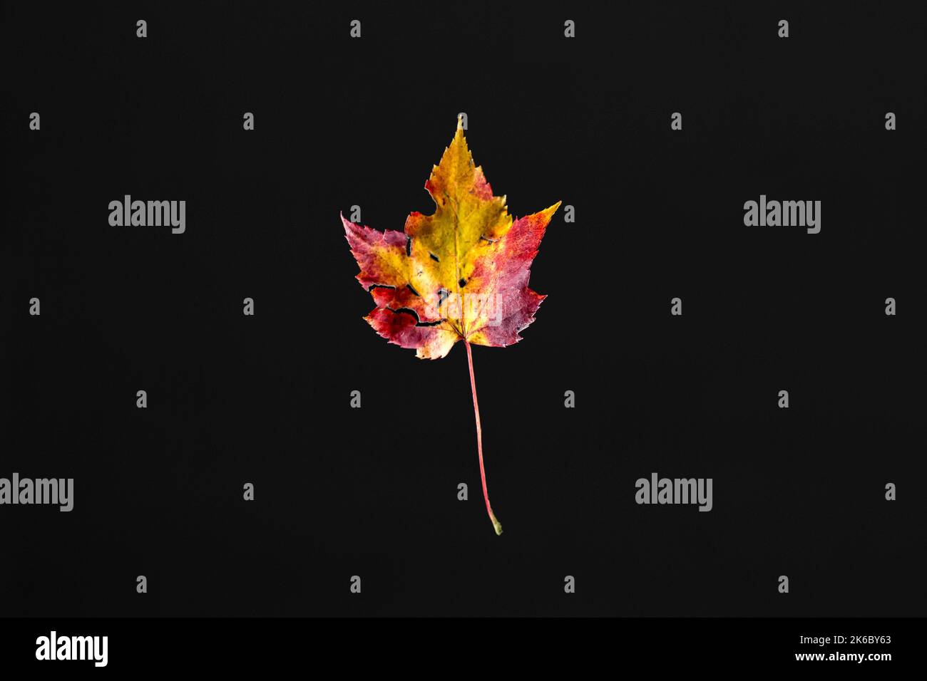 A fall leaf isolated on a black background Stock Photo - Alamy
