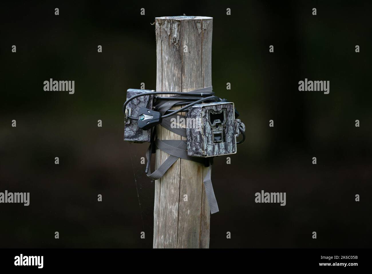 Camera trap Dorset GB UK June 2019 Stock Photo - Alamy