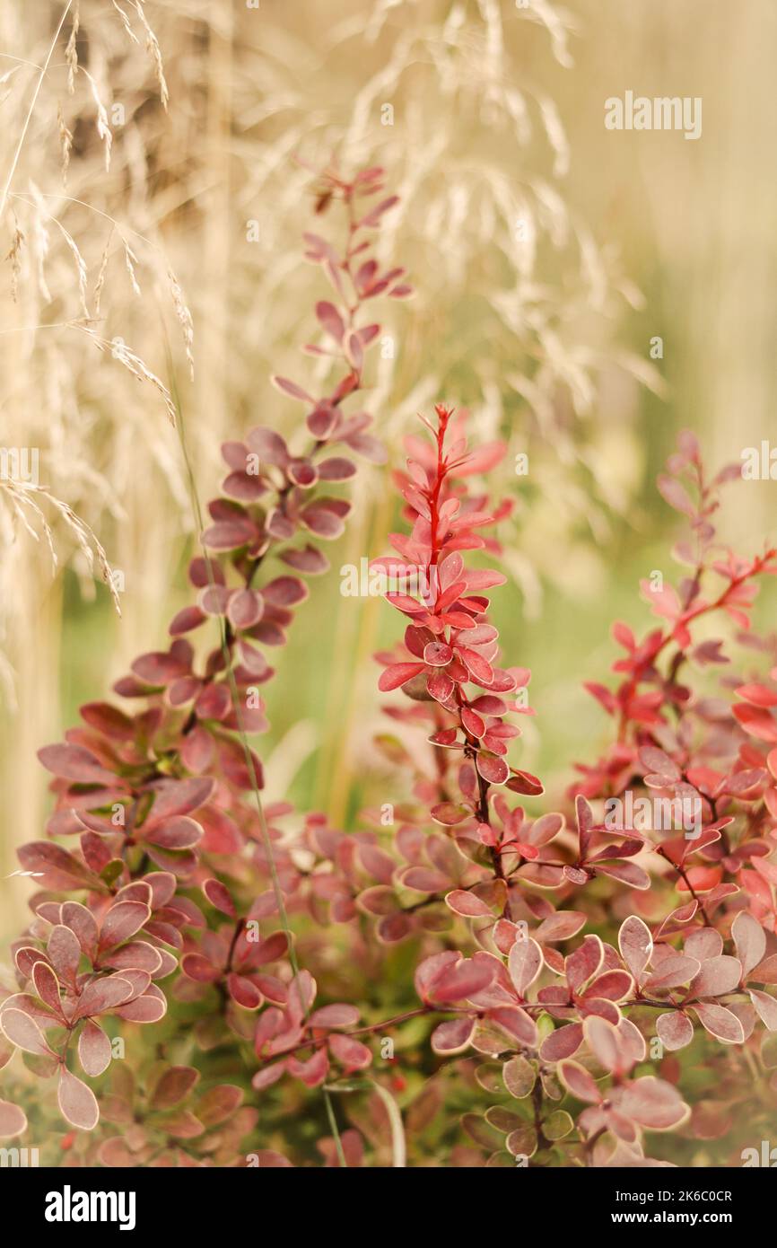 A vertical of Japanese red barberry, Berberis thunbergii in a field ...
