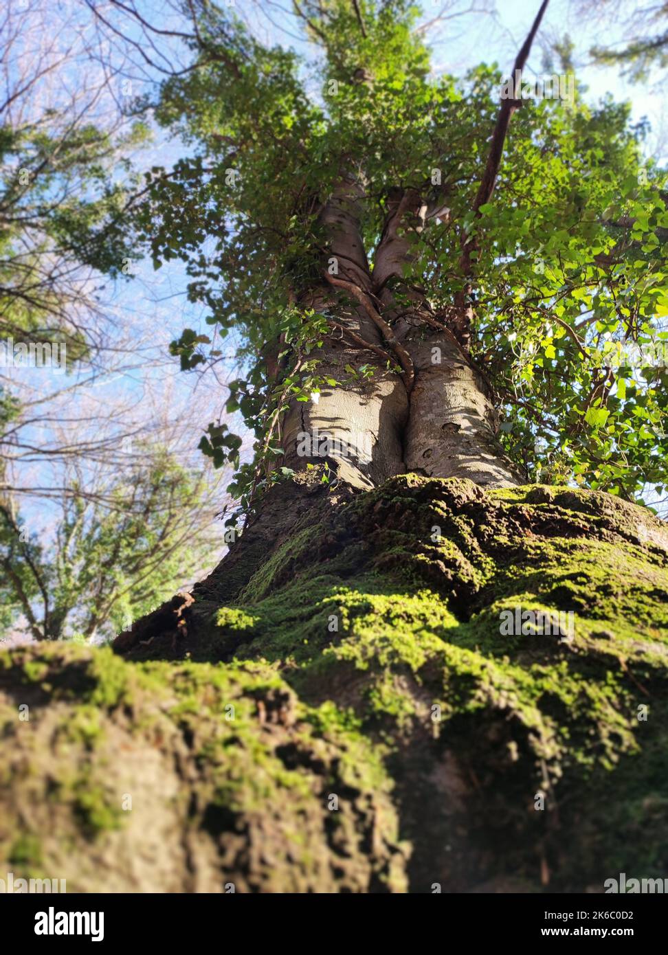 A vertical low-angle shot of a mossy tree with green leaves Stock Photo ...