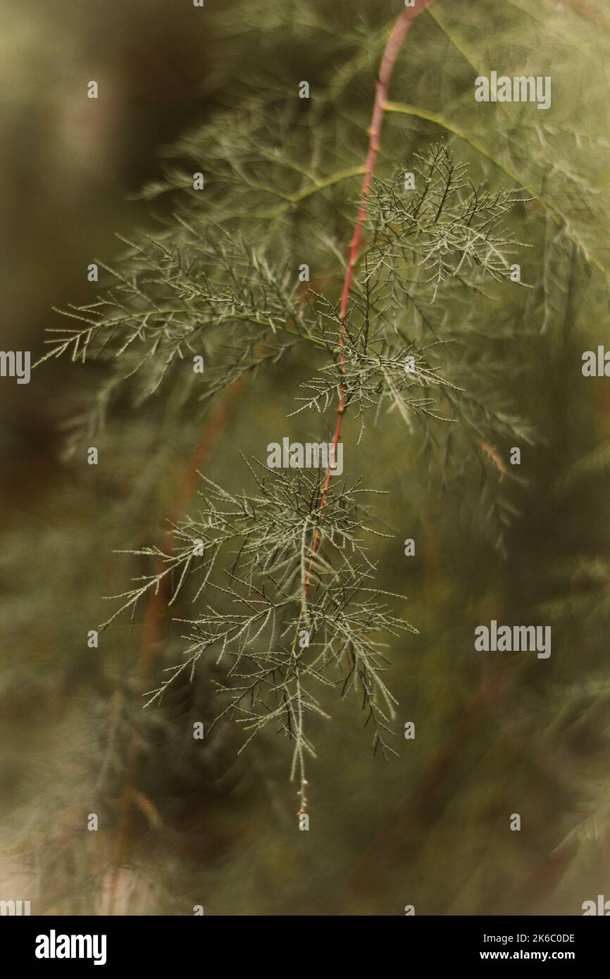 A vertical closeup of a branch of a red cedar tree, Juniperus ...