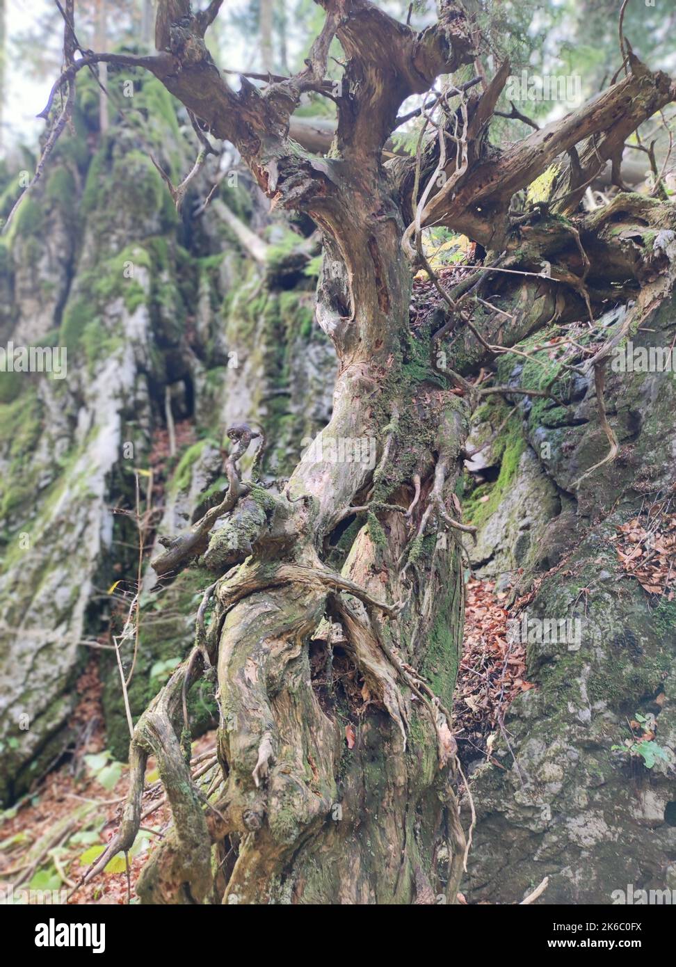 A vertical of an old Monterey cypress tree, Cupressus macrocarpa ...