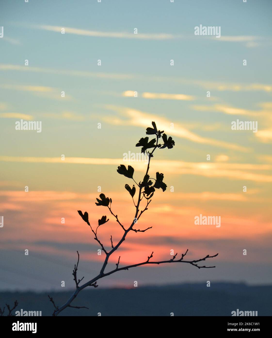 Hawthorn silhouette hi-res stock photography and images - Alamy