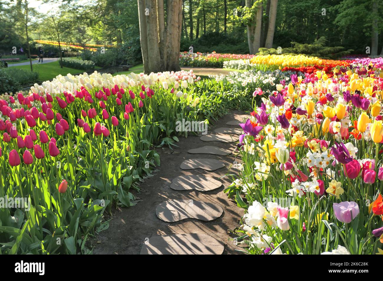 Tulip garden path. Keukenhof gardens in Holland Stock Photo - Alamy