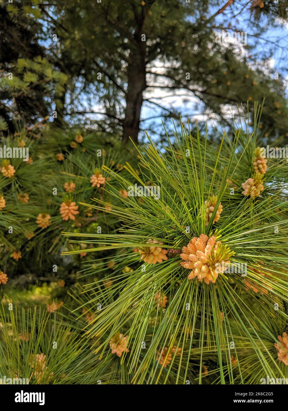Male cones detail hi-res stock photography and images - Alamy