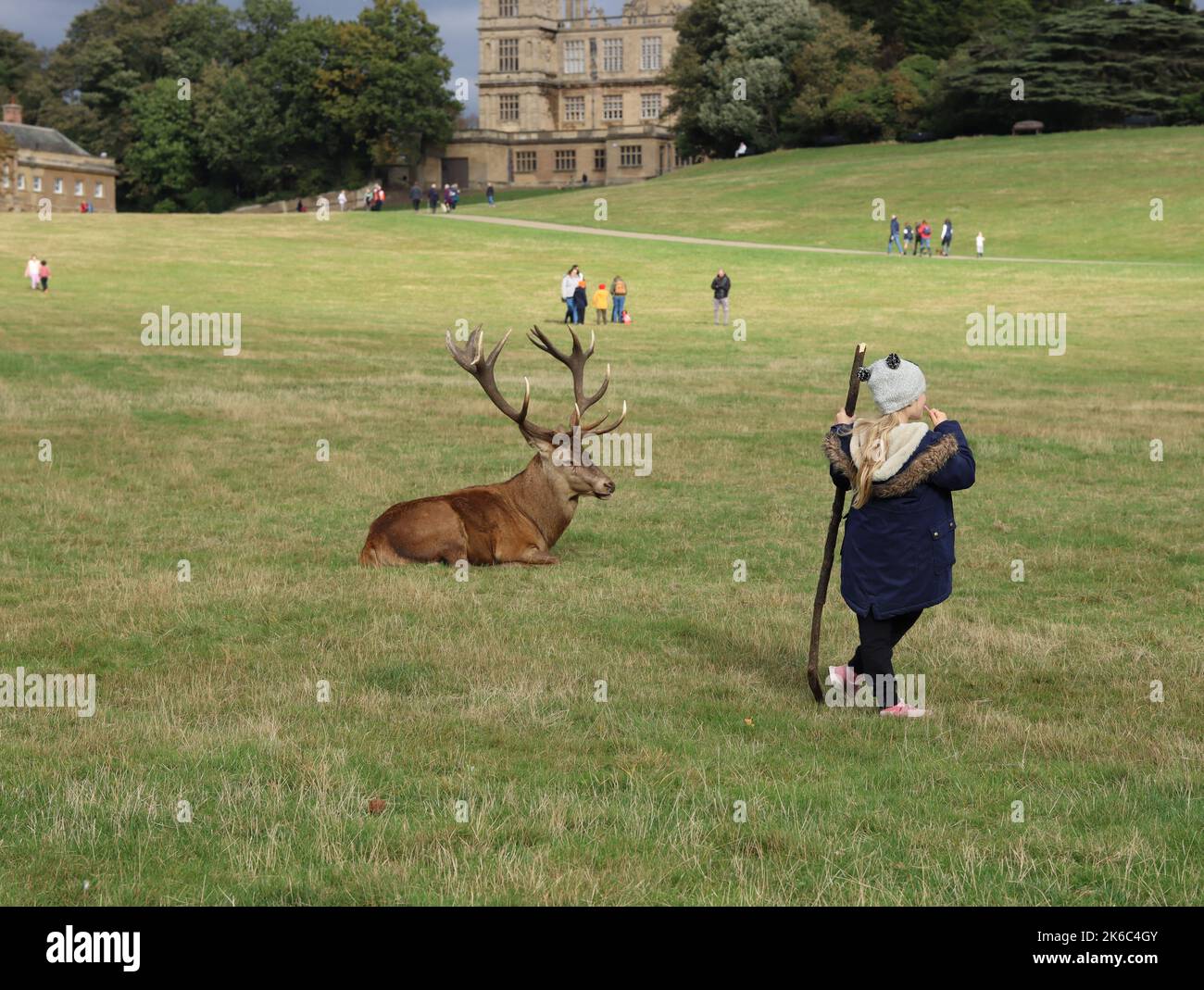 A little girl with a stick standing near a male red deer on the green ...