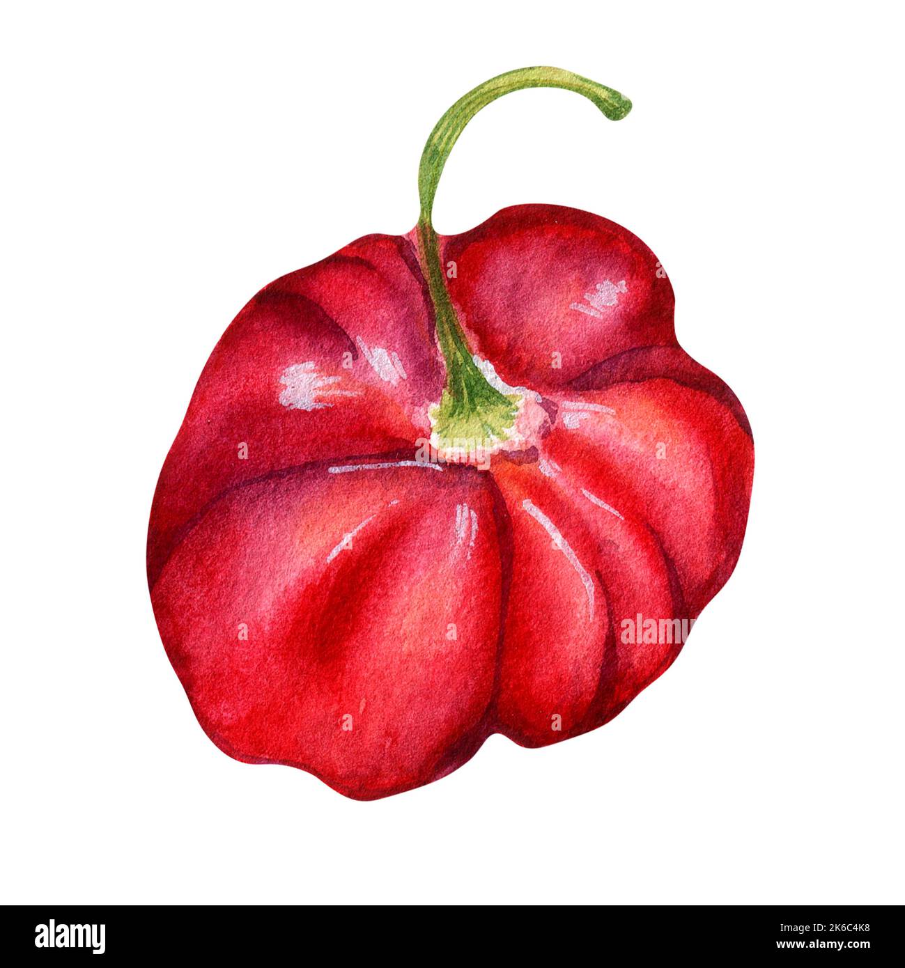 Habanero red hot pepper watercolor illustration isolated on white ...