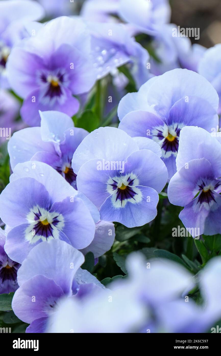 Viola ‘Sorbet Marina’, pale blue-grey flowers with dark centres and ...
