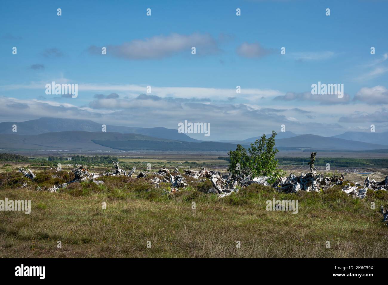 Irish bog oak hi-res stock photography and images - Alamy