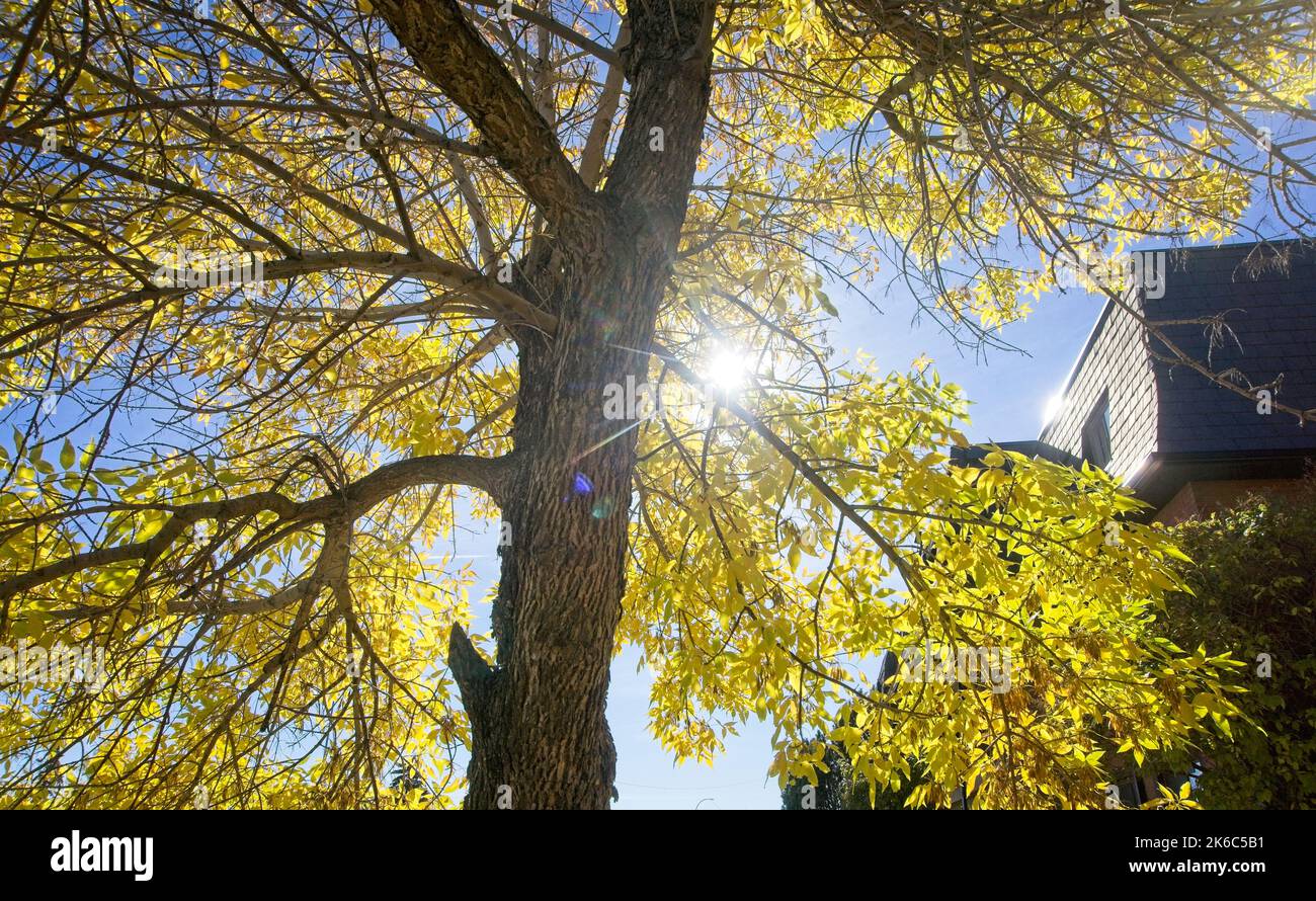 sun flare Autumn tree Calgary Alberta Stock Photo - Alamy