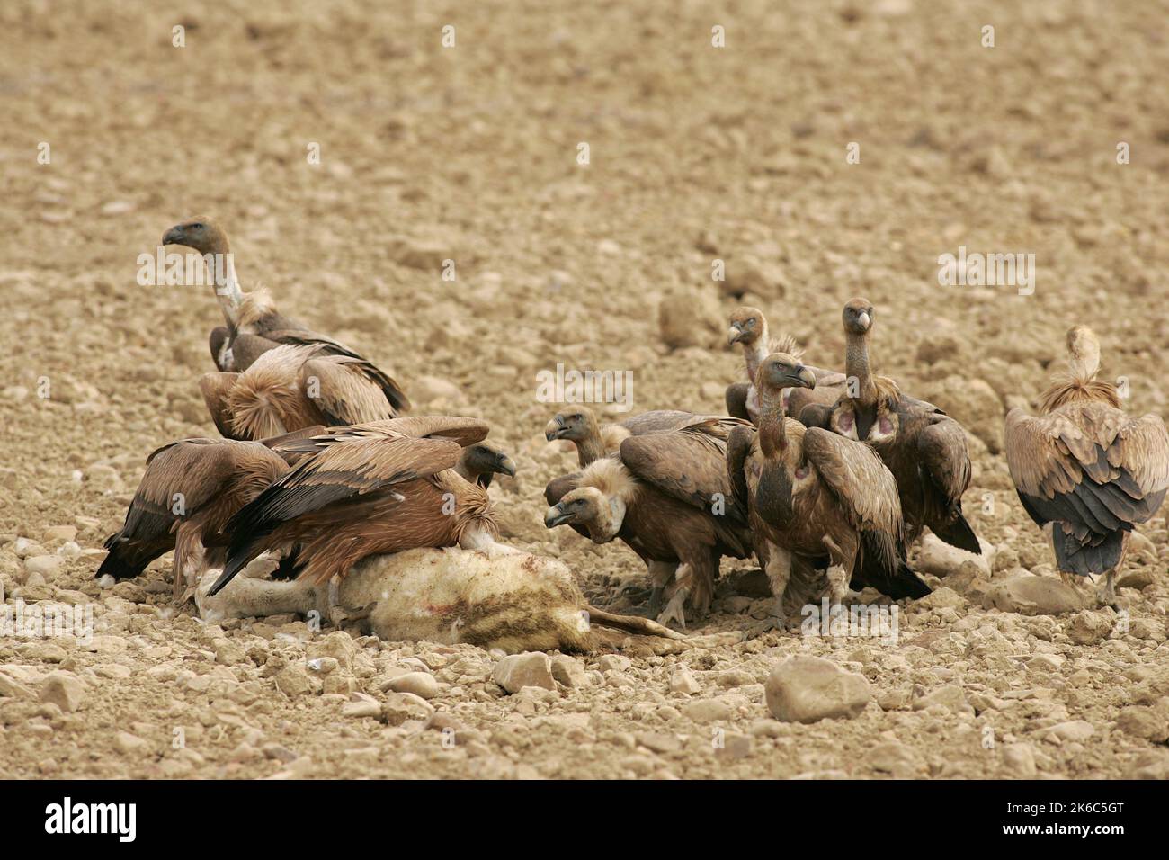 Group of vultures eating a sheep Stock Photo - Alamy