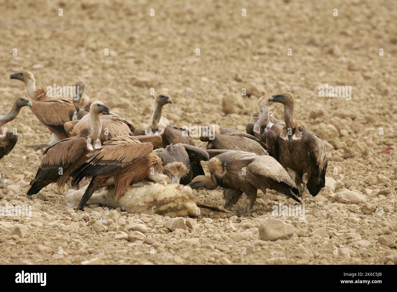 Group of vultures eating a sheep Stock Photo - Alamy