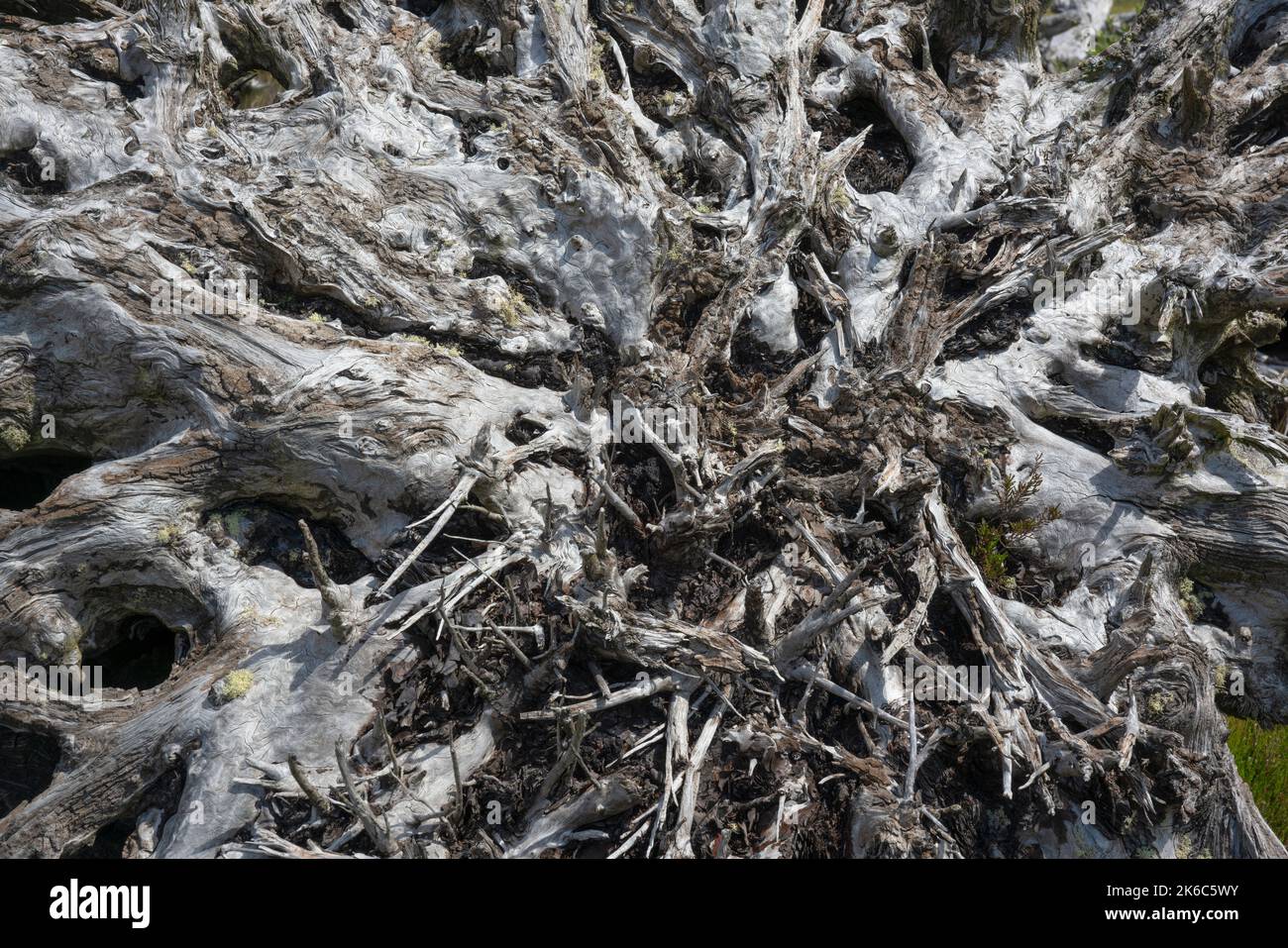 A machine-cut peat bog in Ireland. Stumps emerge, bog oak, remnants of ...