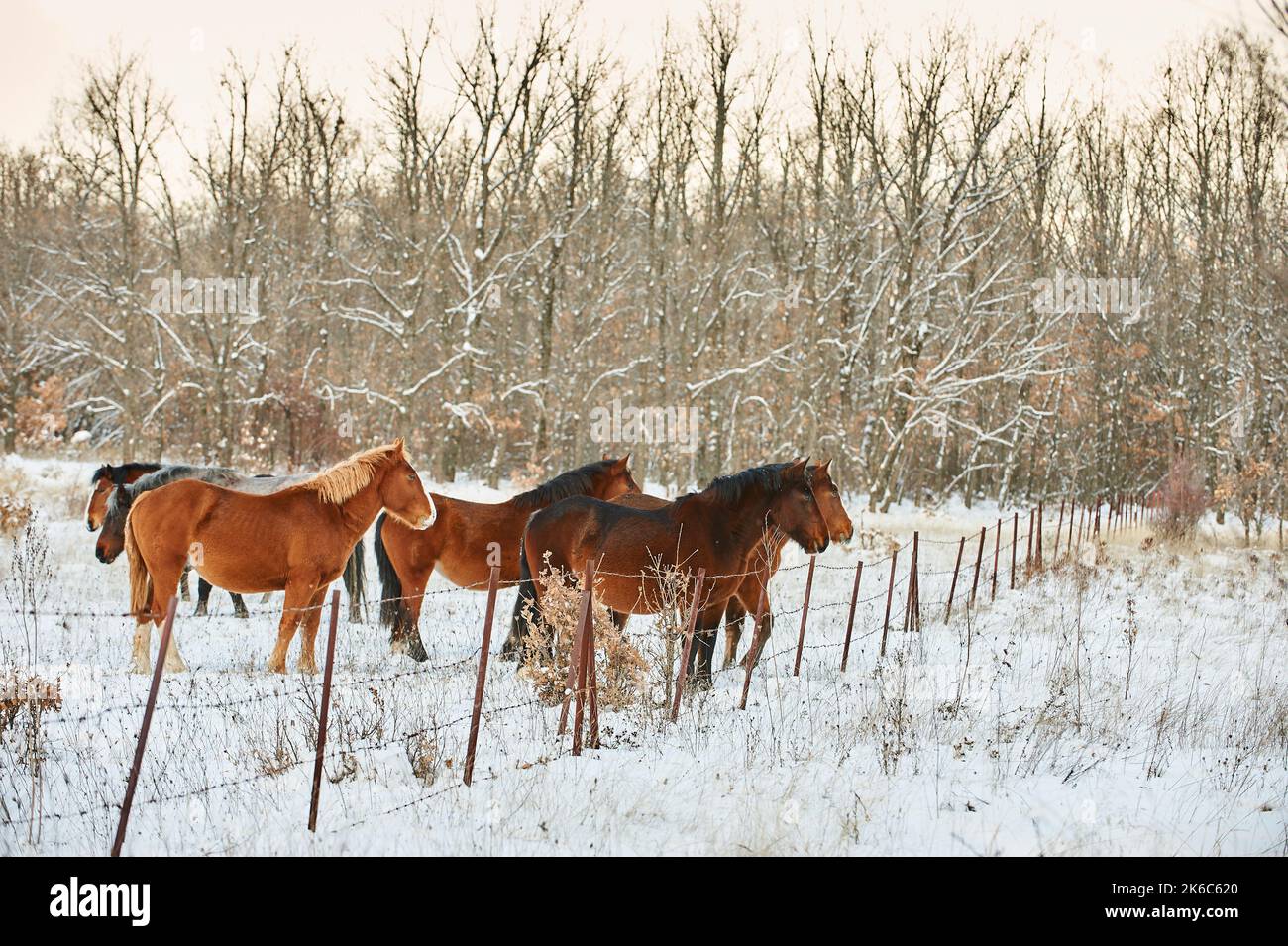 Group of horses in a field with snow in winter Stock Photo - Alamy
