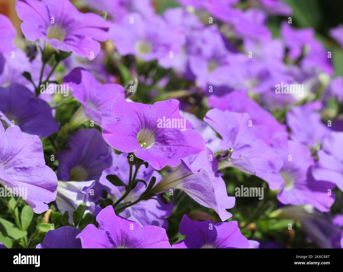 Surfinia sky hi-res stock photography and images - Alamy