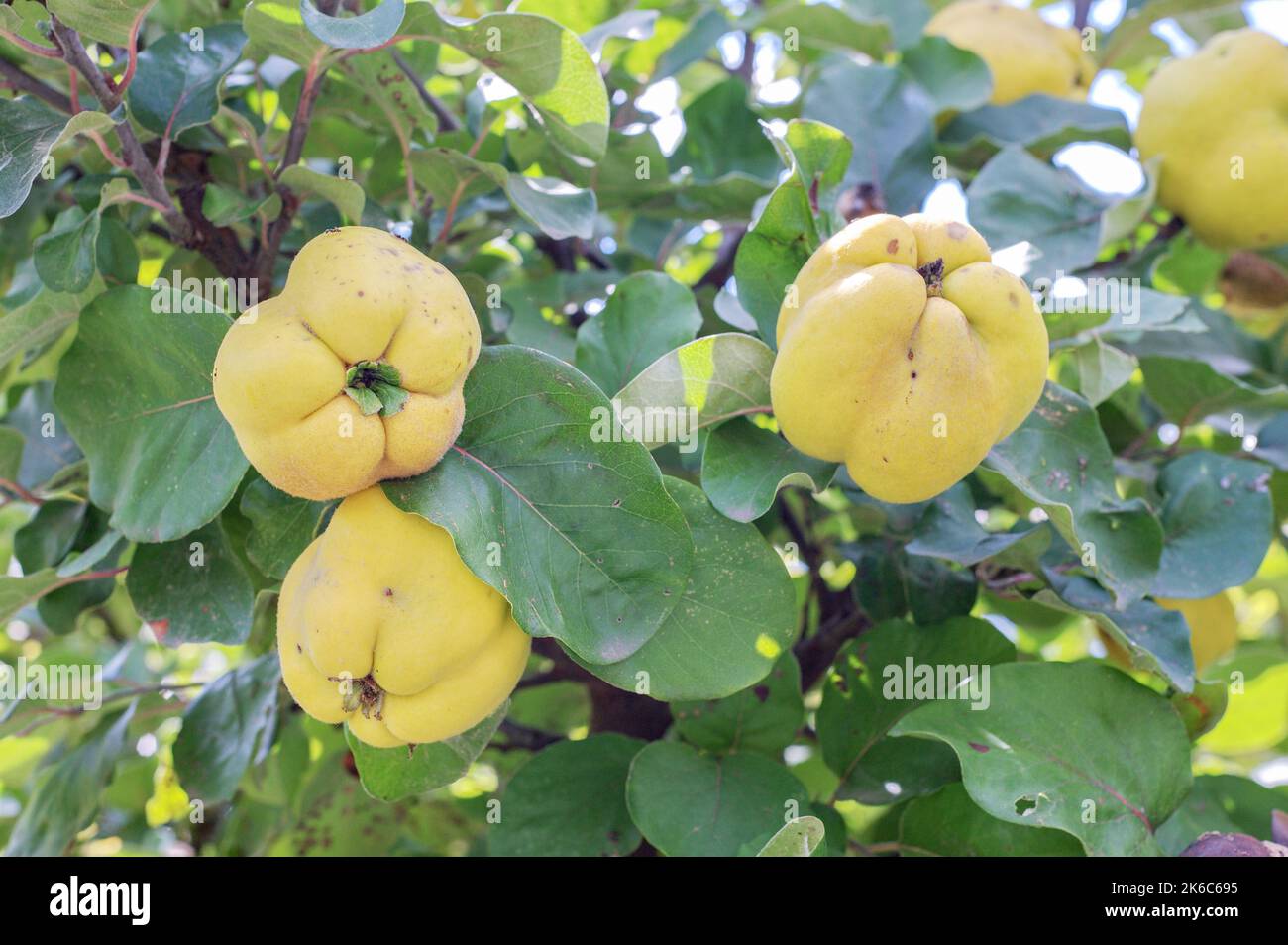 Quince fruits growing hi-res stock photography and images - Alamy