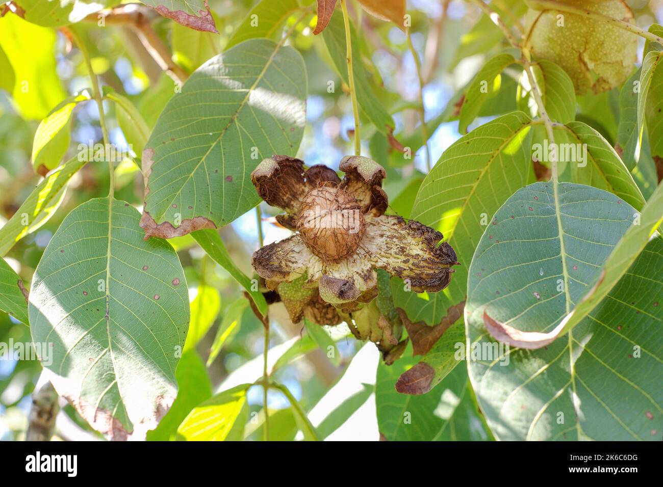 Fruits of a walnut, Little walnuts on the walnut tree, Fruits of walnut ...