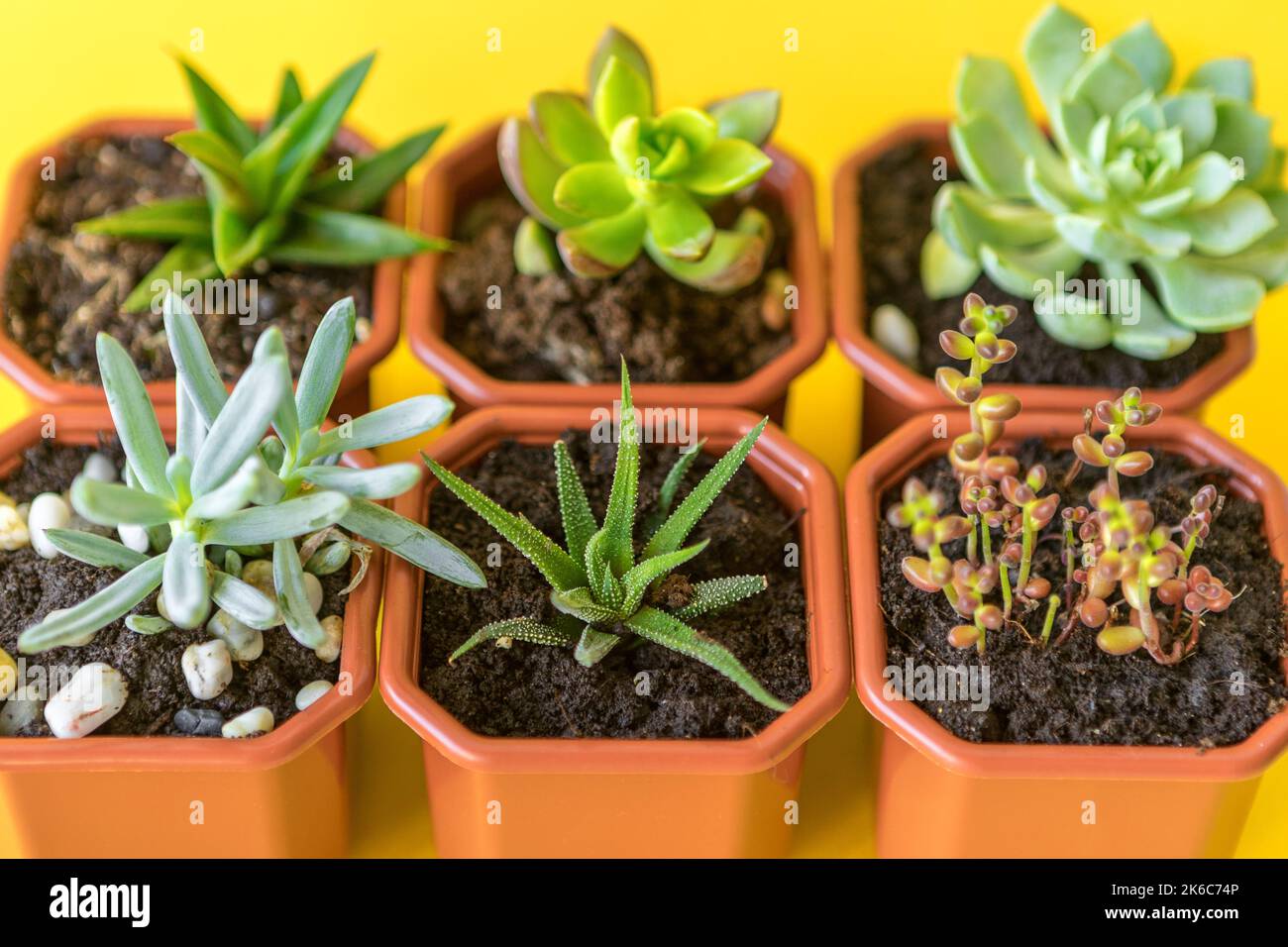 Succulent house plant small sprouts on a yellow background Stock Photo ...